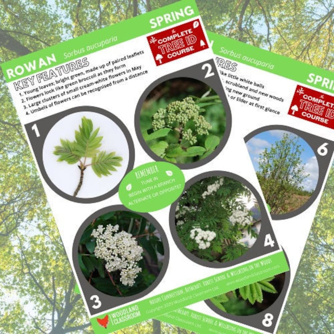 Rowan Tree ID Guide in Spring. Digital Download for Arborists. Learn ...