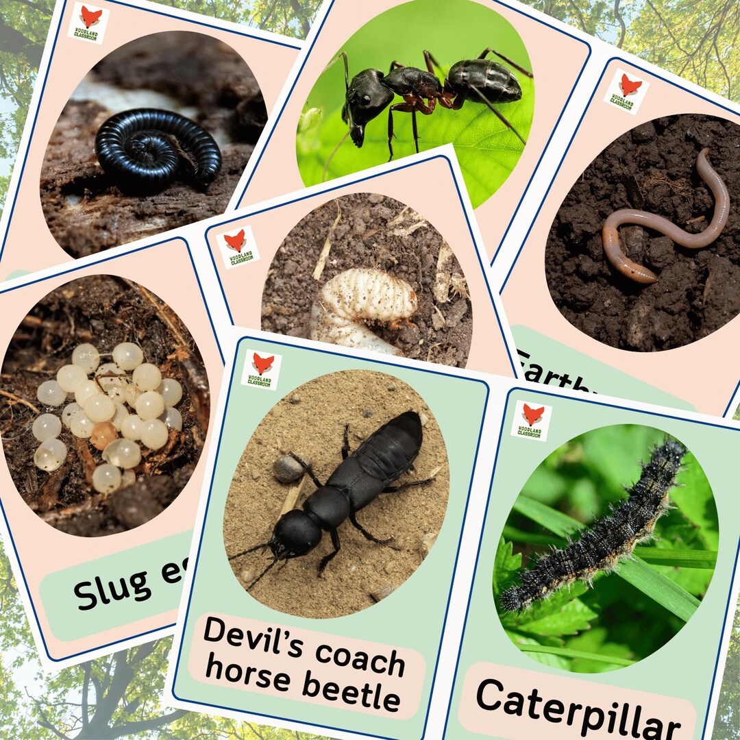 Garden Bugs/insects Flash Cards for Children to Learn. for Nature ...