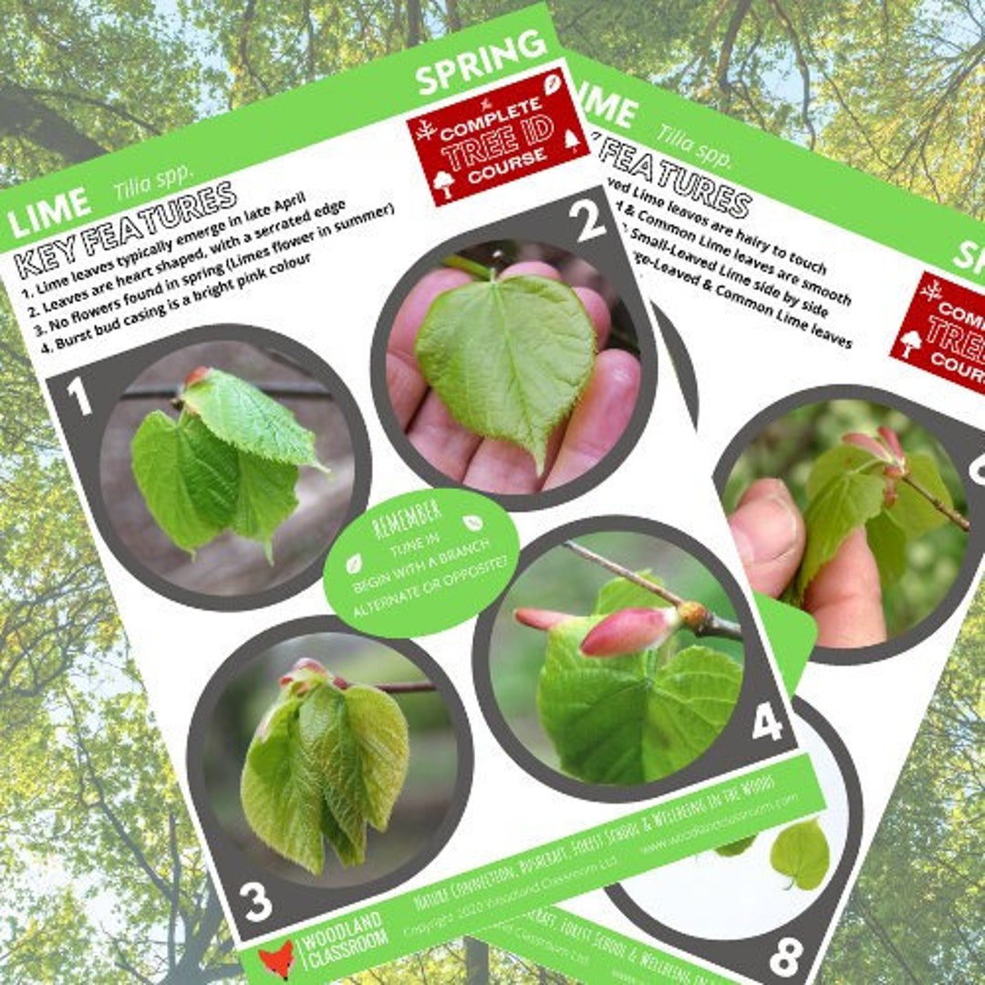 Common Lime Tree ID Guide in Spring. Download for Arborists. Learn ...