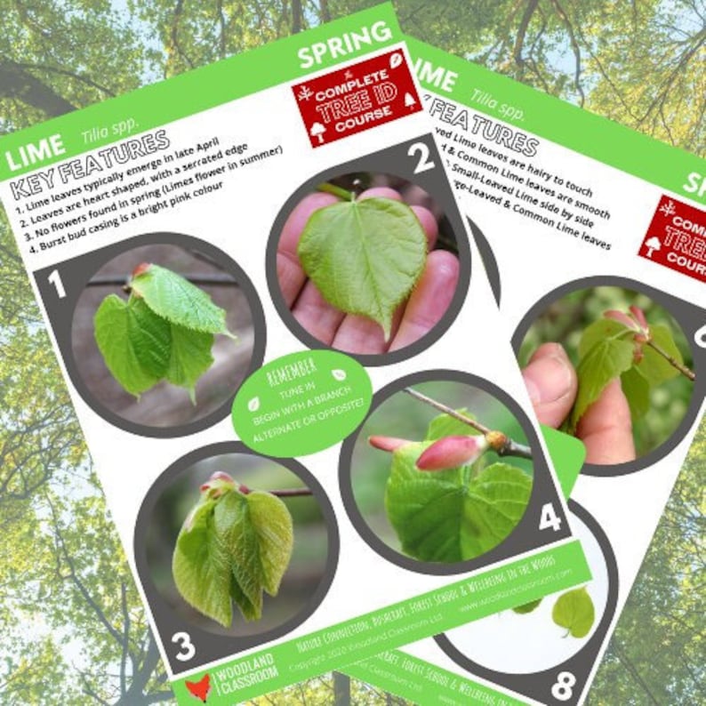 Common Lime Tree ID Guide in Spring. Download for Arborists. Learn ...
