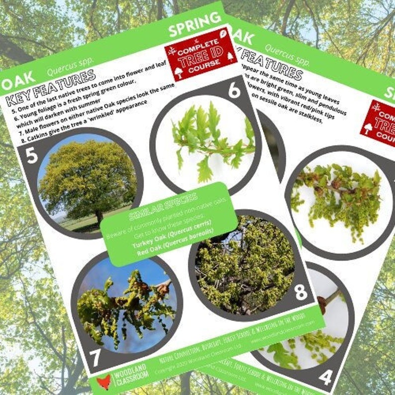 Oak Tree ID Guide in Spring. Digital Download for Arborists. Learn ...