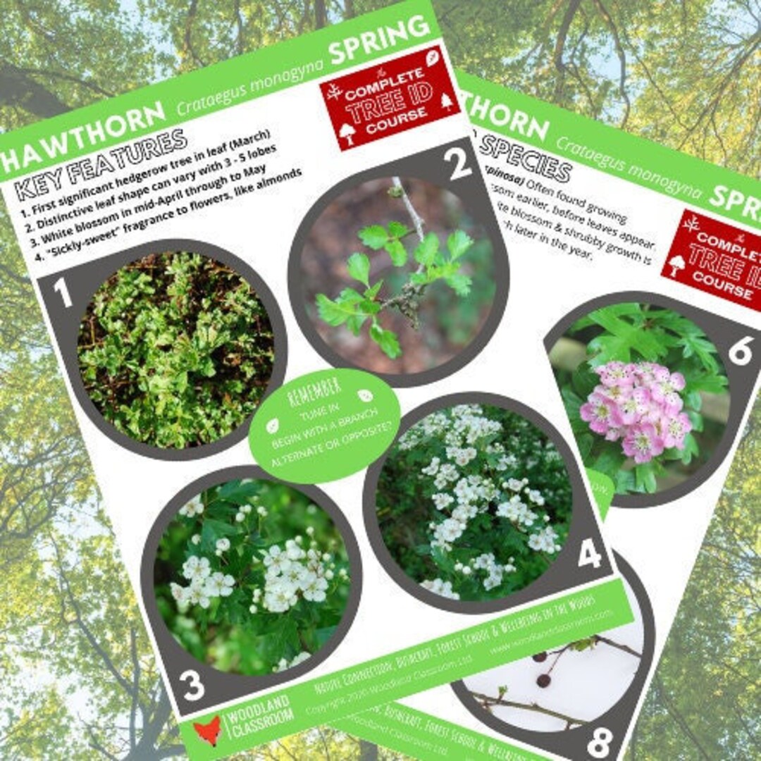 Hawthorn Tree ID Guide in Spring. Download for Arborists. Learn About ...