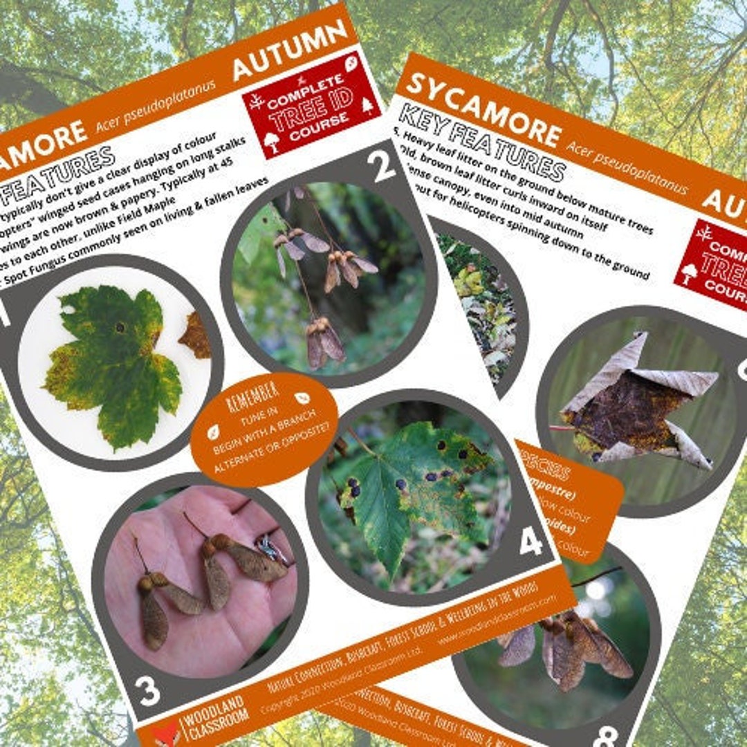 Sycamore Tree ID Guide in Autumn. Download for Arborists. Learn About ...