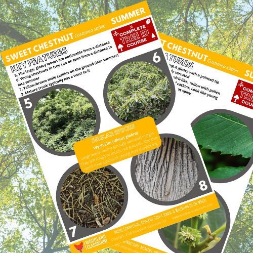 Sweet Chestnut Tree ID Guide in Summer. Digital Download. Learn About ...
