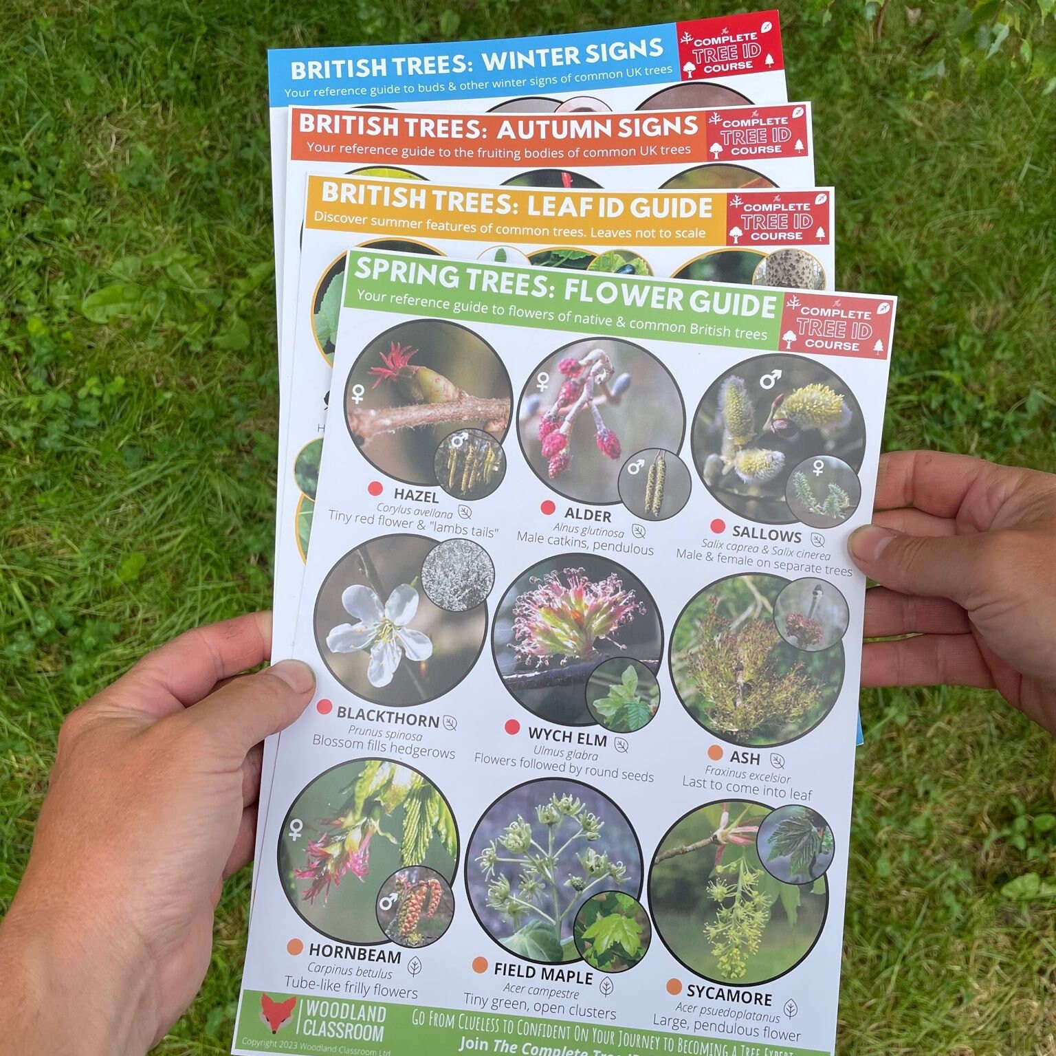 Tree Identification Sheets. Tree Guides for the Native Trees of Britain ...