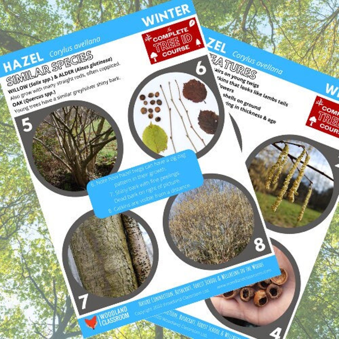 Hazel ID Guide Winter - Etsy