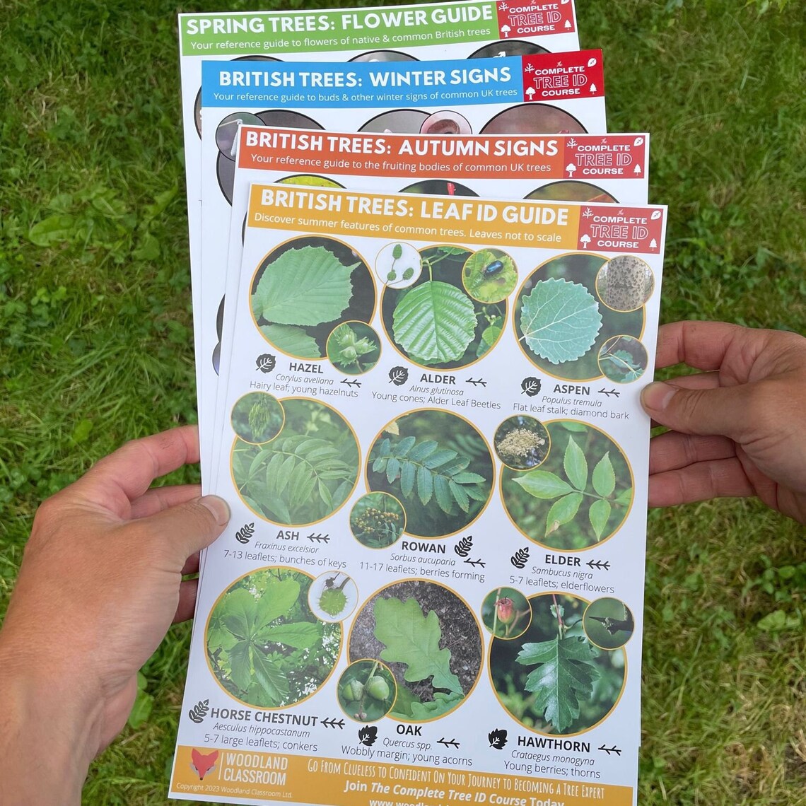 Tree Identification Sheets. Tree Guides for the Native Trees of Britain ...