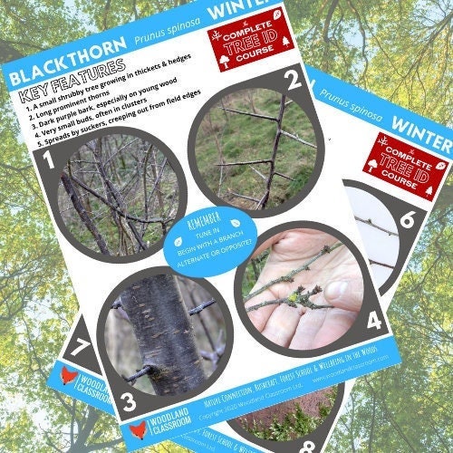 Blackthorn Tree Identification