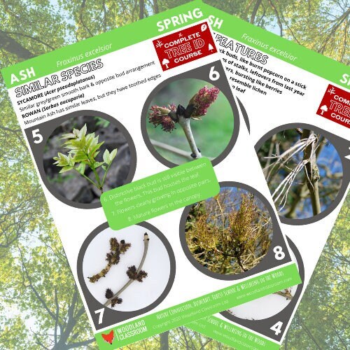 Ash Tree ID Guide in Spring. Digital Download for Arborists. Learn ...