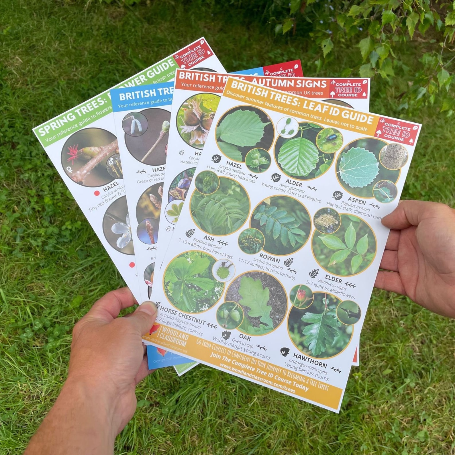 Tree Identification Sheets. Tree Guides for the Native Trees of Britain ...