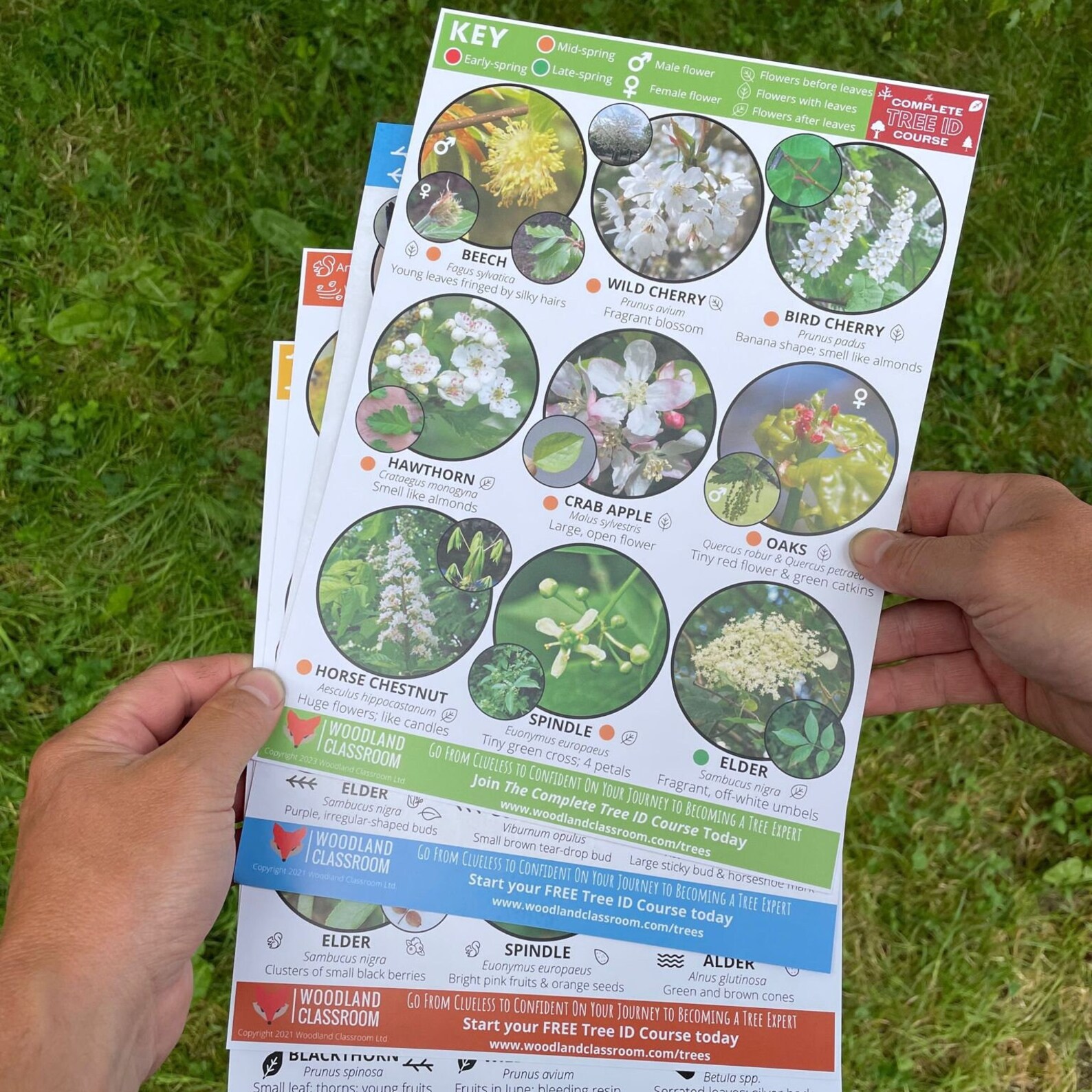Tree Identification Sheets. Tree Guides for the Native Trees of Britain ...