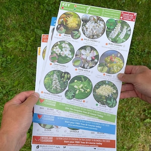 Tree Identification Sheets. Tree Guides for the Native Trees of Britain ...