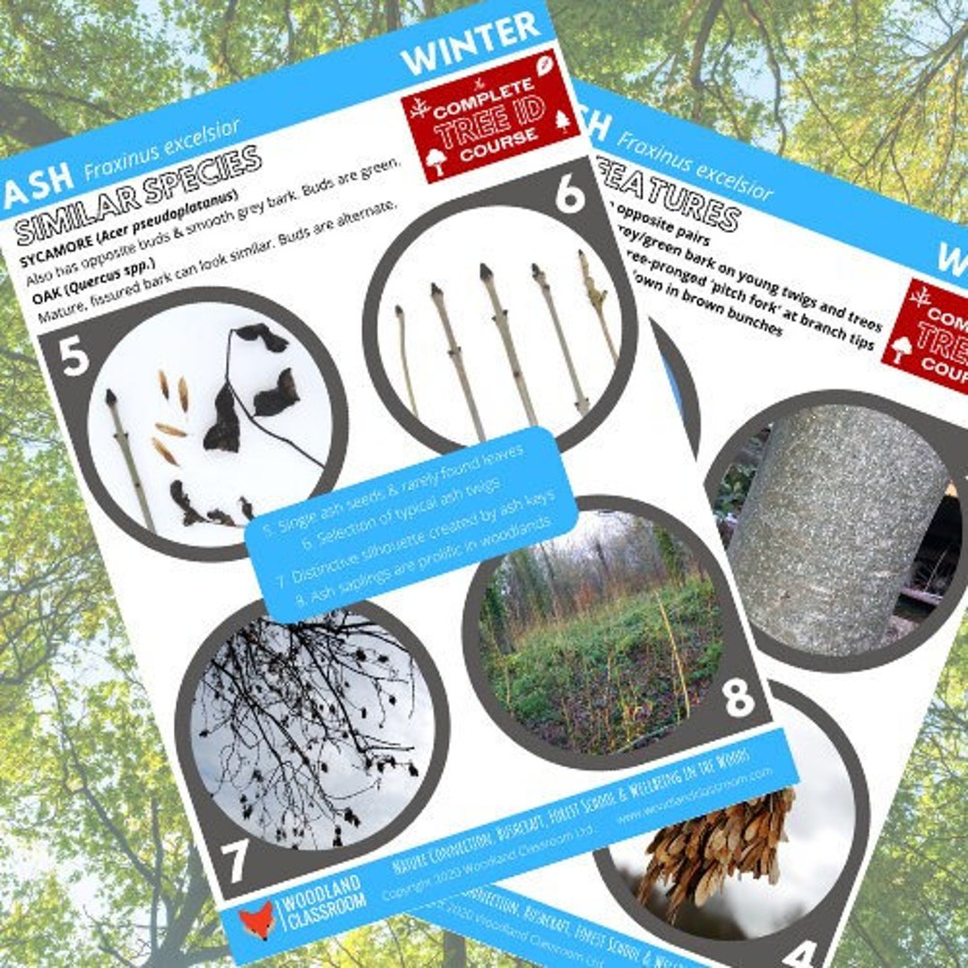 Ash Tree ID Guide - Winter - Etsy