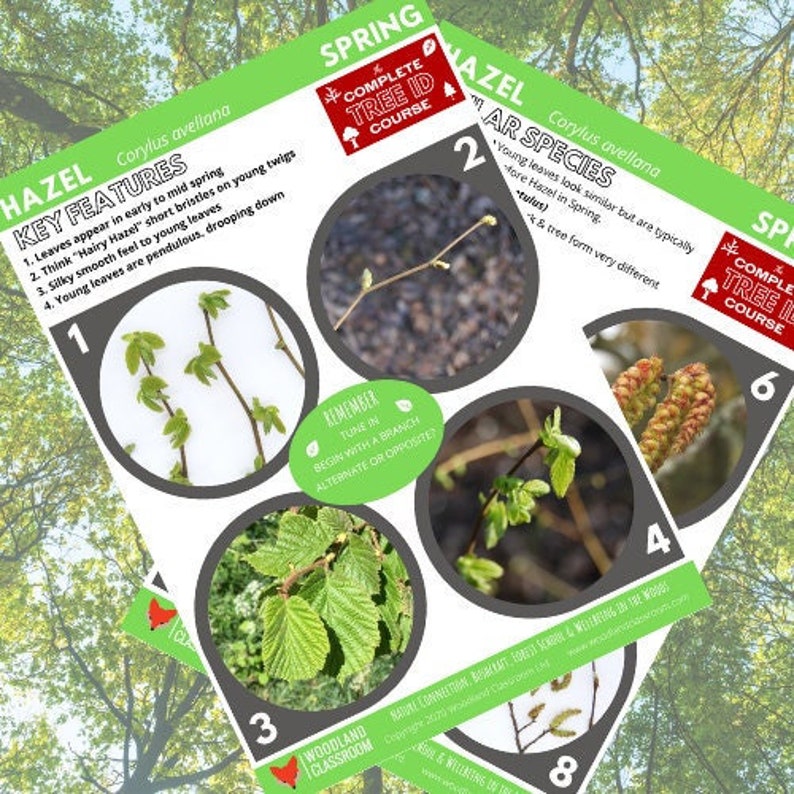 Hazel Tree ID Guide in Spring. Digital Download for Arborists. Learn ...