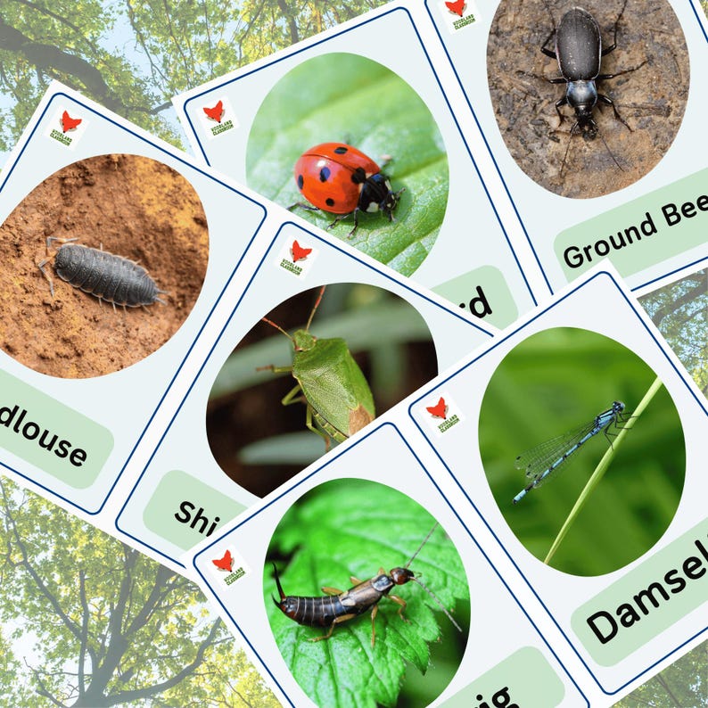 Garden Bugs/insects Flash Cards for Children to Learn. for Nature ...