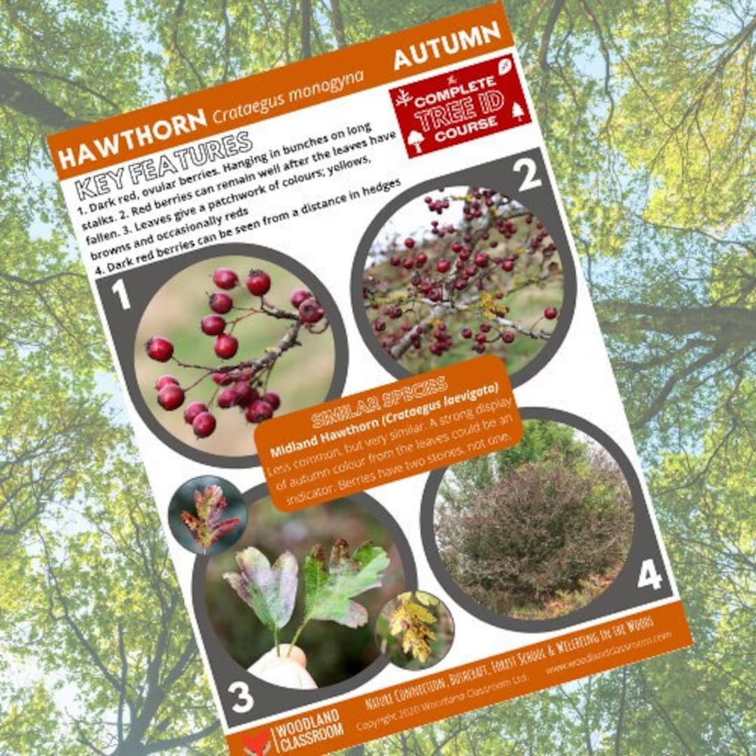 Hawthorn Tree ID Guide in Autumn. Download for Arborists. Learn About ...