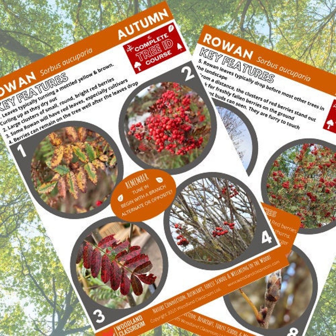 Rowan Tree ID Guide in Autumn. Digital Download for Arborists. Learn ...