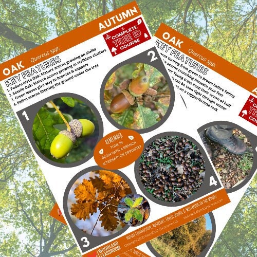 Oak Tree ID Guide in Autumn. Digital Download for Arborists. Learn ...