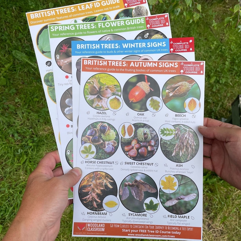 Tree Identification Sheets. Tree Guides for the Native Trees of Britain ...