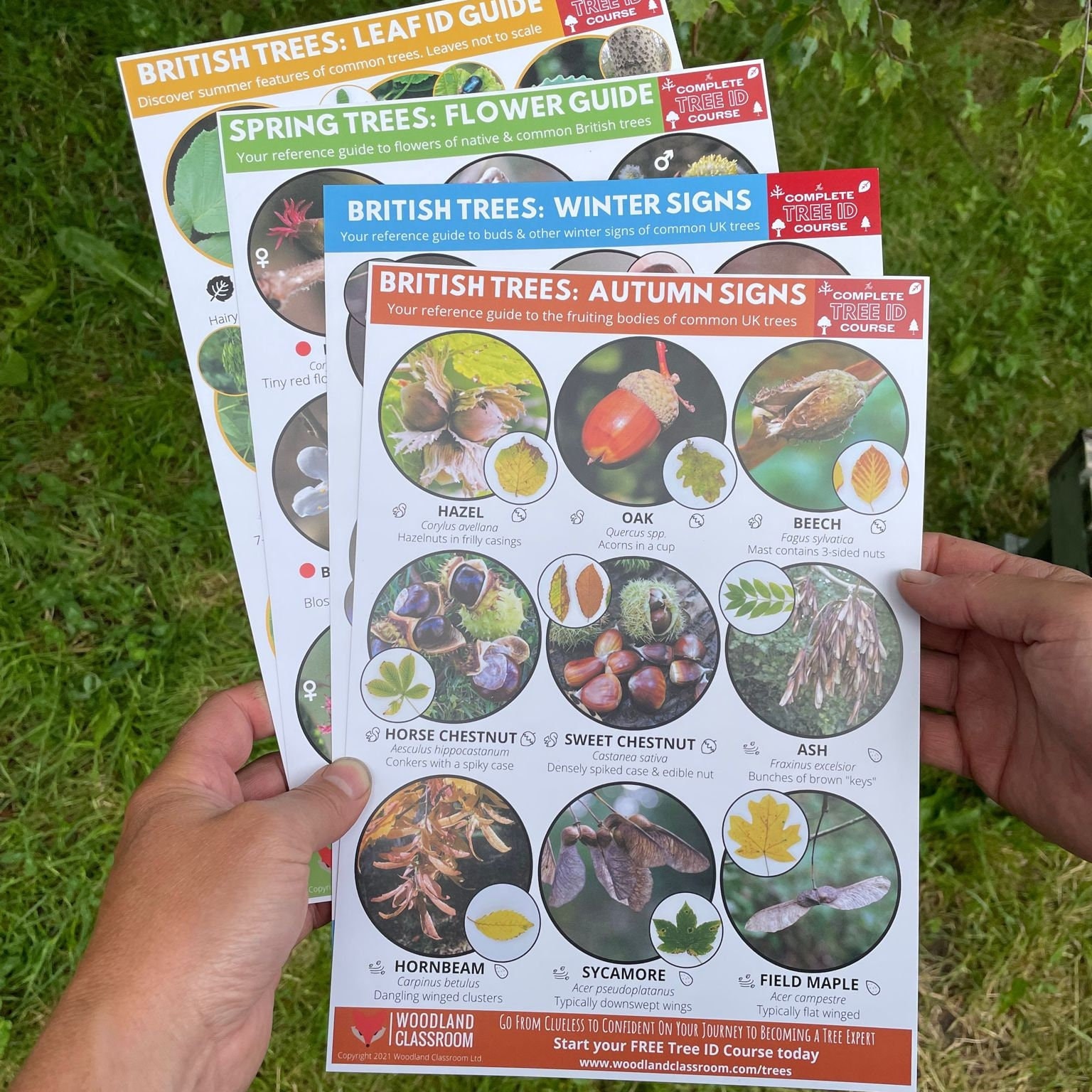 Tree Identification Sheets. Tree Guides for the Native Trees of Britain ...