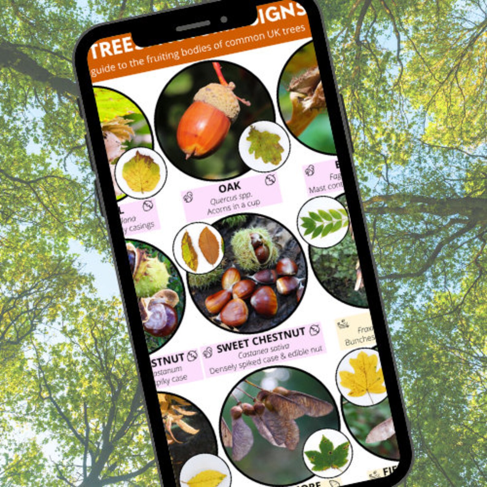 Sweet Chestnut Tree ID Guide in Autumn. Download for Arborists. Learn ...