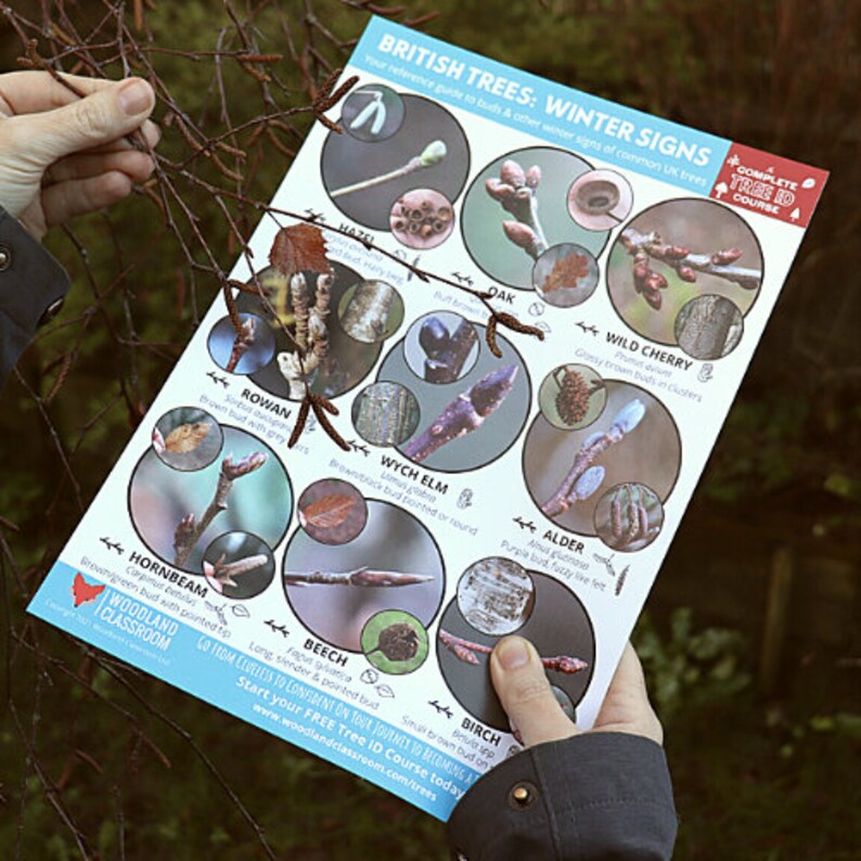 Yew Tree ID Guide in Spring. Digital Download for Arborists. Learn ...