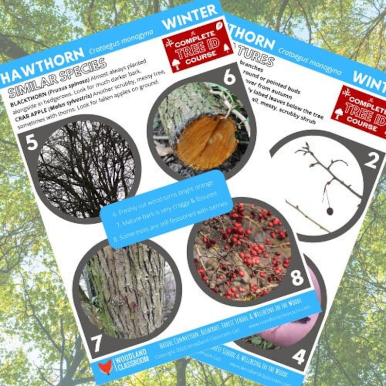 Hawthorn ID Guide Winter - Etsy