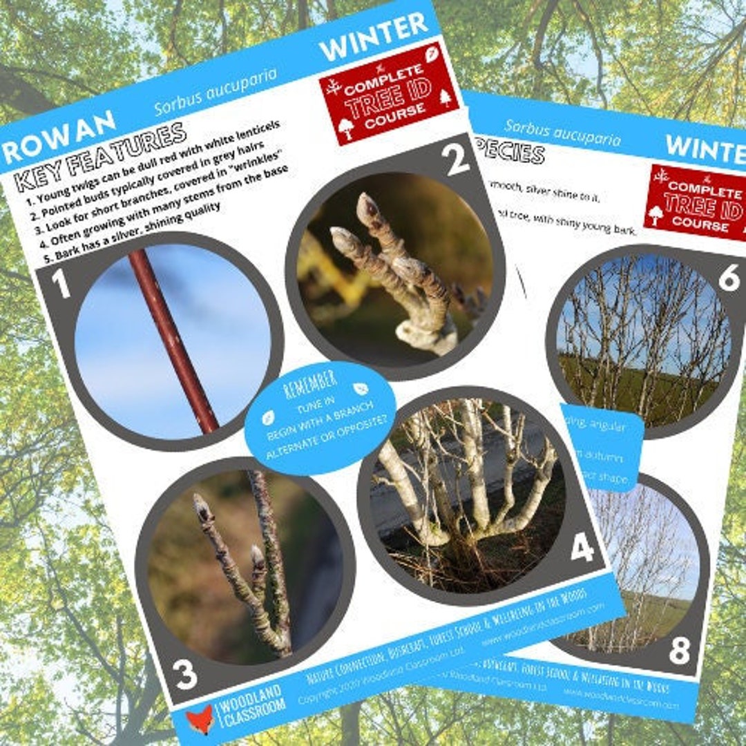 Rowan Tree ID Guide in Winter. Tree Identification. - Etsy