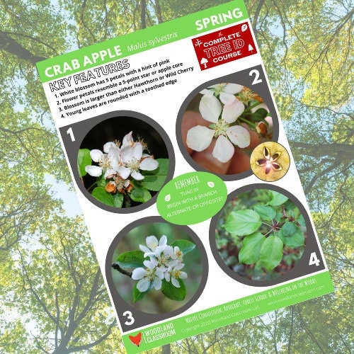 Crab Apple Tree ID Guide in Spring. Download for Arborists. Learn About ...