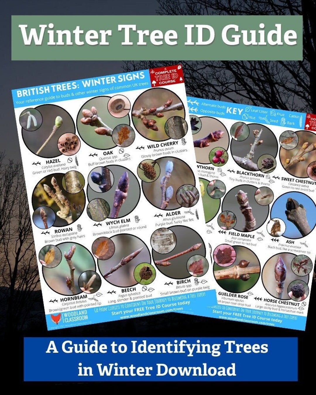 UK Tree ID Guide in Winter. - Etsy