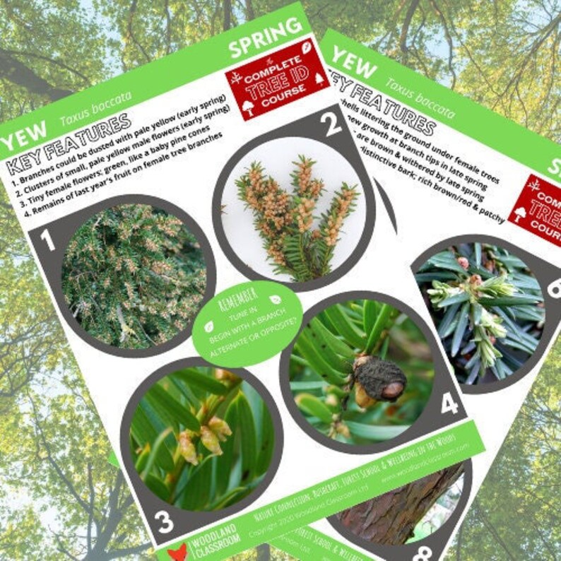 Yew Tree ID Guide in Spring. Digital Download for Arborists. Learn ...