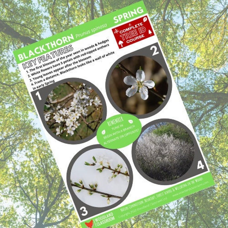Blackthorn Tree ID Guide in Spring. Download for Arborists. Learn About ...