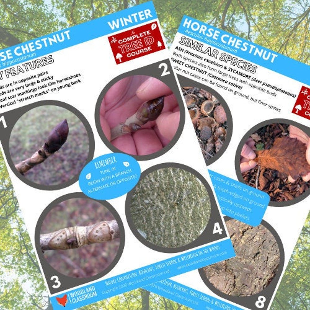 Horse Chestnut Tree ID Guide in Autumn. Download for Arborists. Learn ...