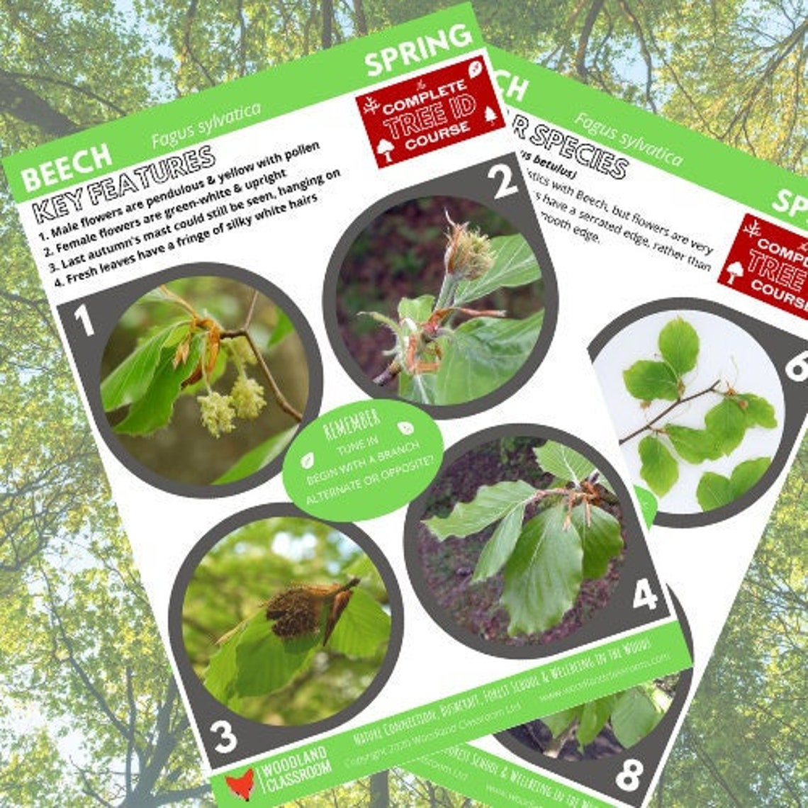 Beech Tree ID Guide in Spring. Digital Download for Arborists. Learn ...