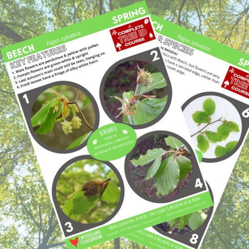 Beech Tree ID Guide in Spring. Digital Download for Arborists. Learn ...