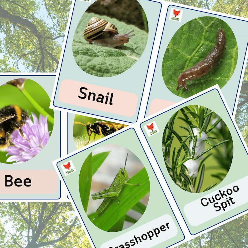 Garden Bugs/insects Flash Cards for Children to Learn. for Nature ...