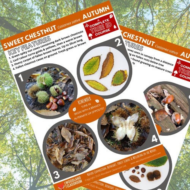 Sweet Chestnut Tree ID Guide in Autumn. Download for Arborists. Learn ...