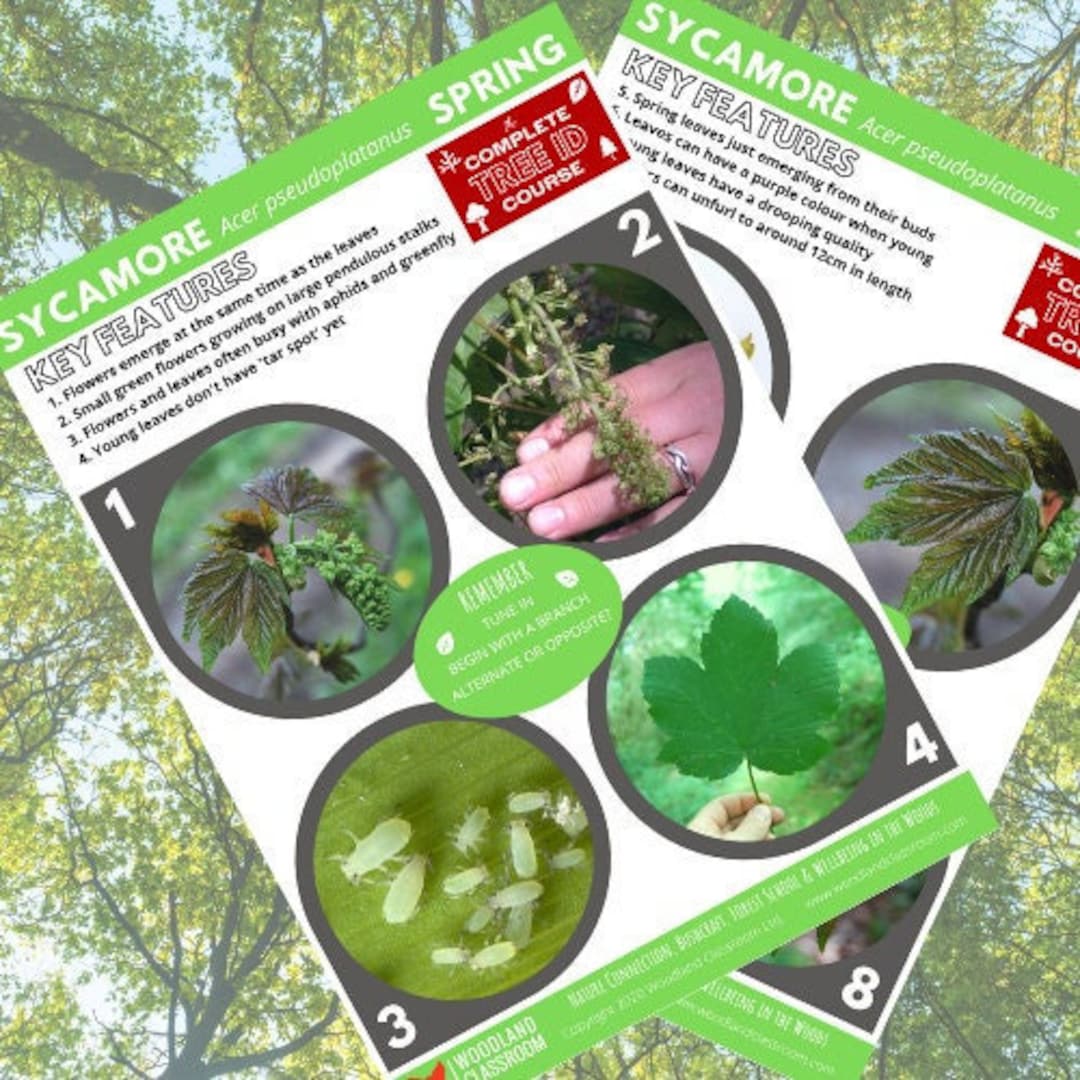 Sycamore Tree ID Guide - Spring. Digital Download for Arborists. Learn ...