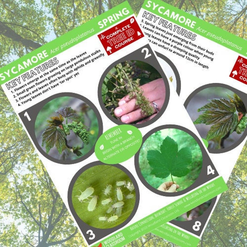 Sycamore Tree ID Guide Spring. Digital Download for Arborists. Learn ...