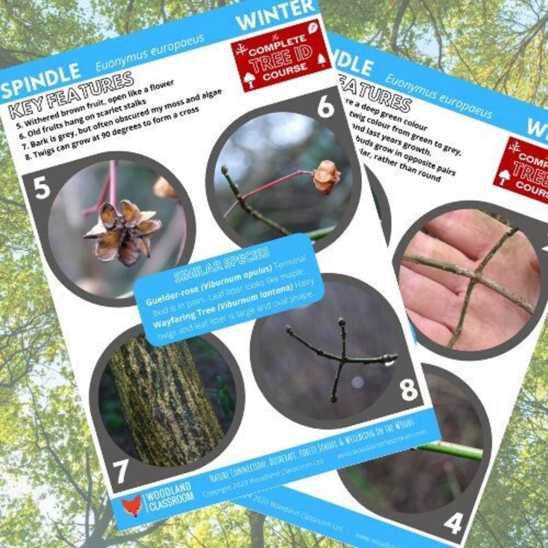 Spindle ID Guide Winter - Etsy
