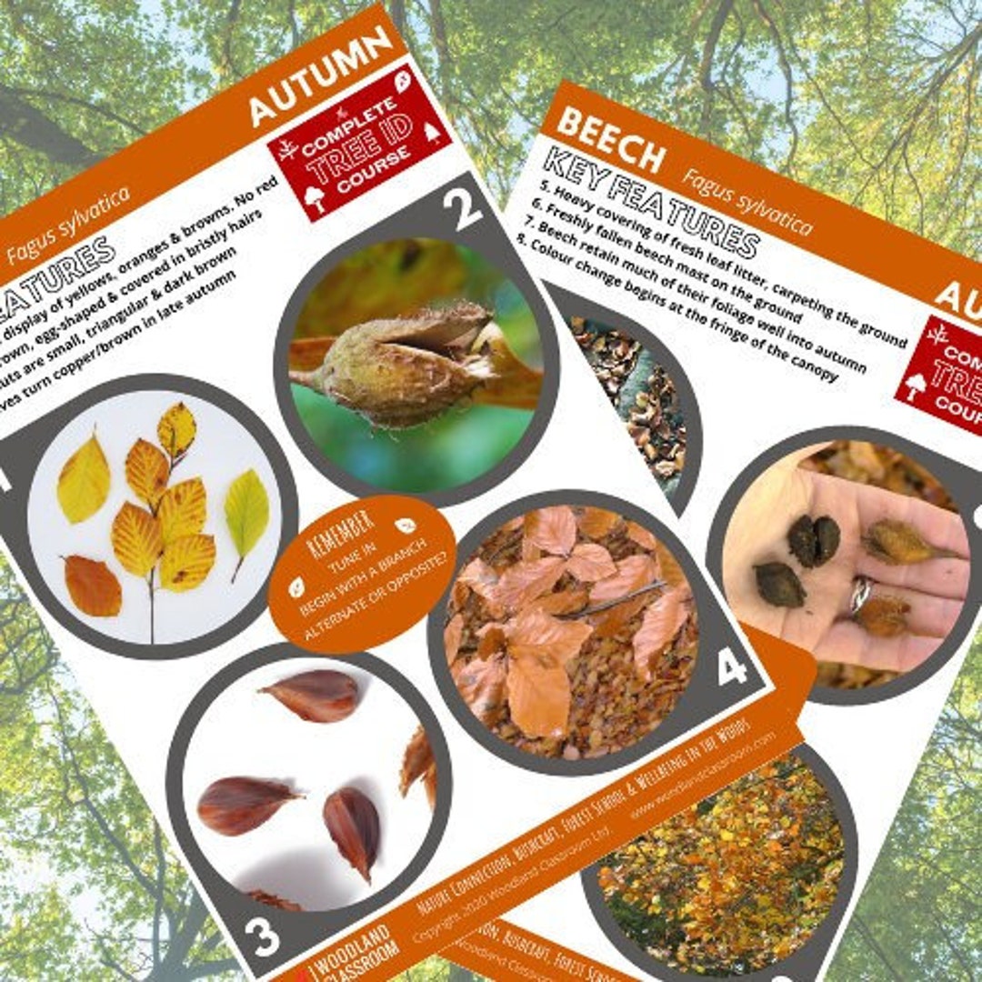 Beech Tree ID Guide in Autumn. Digital Download for Arborists. Learn ...