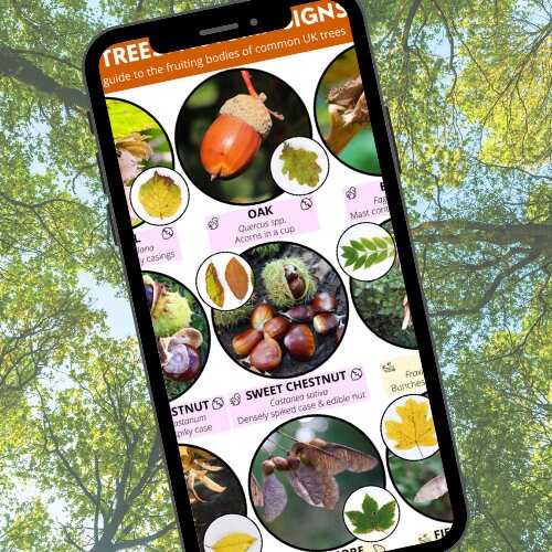 Oak Tree ID Guide in Spring. Digital Download for Arborists. Learn ...