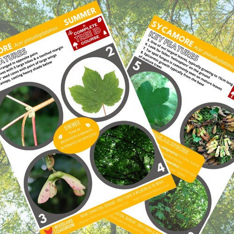 Sycamore Tree ID Guide in Summer. Download for Arborists. Learn About ...