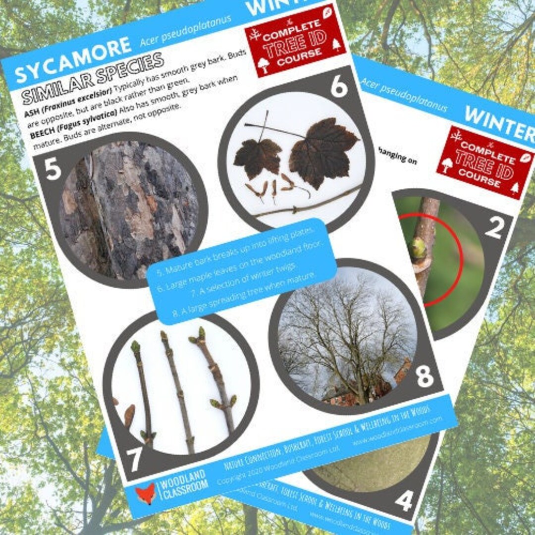Sycamore Tree ID Guide in Winter - Etsy