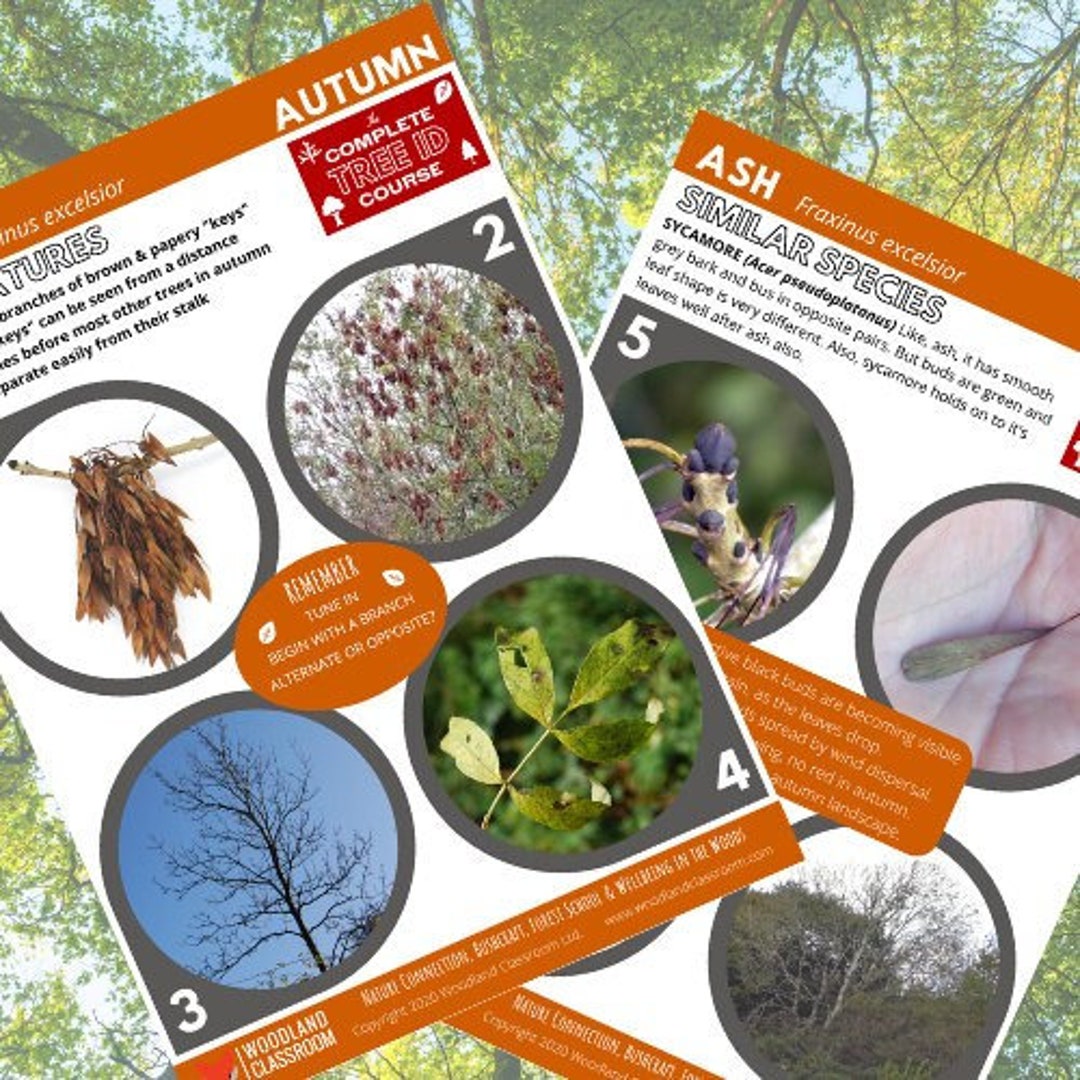 Ash Tree ID Guide in Autumn. Digital Download for Arborists. Learn ...