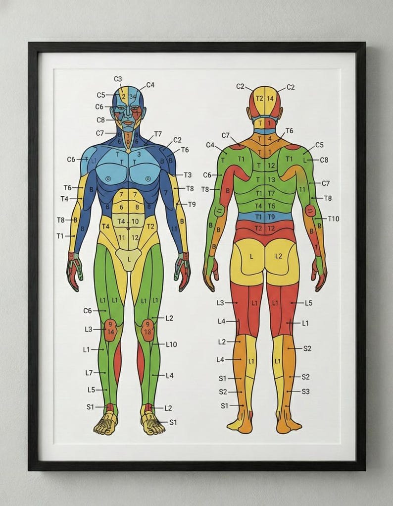 Dermatome and Myotome Map Printable | Neurology Anatomy Poster ...