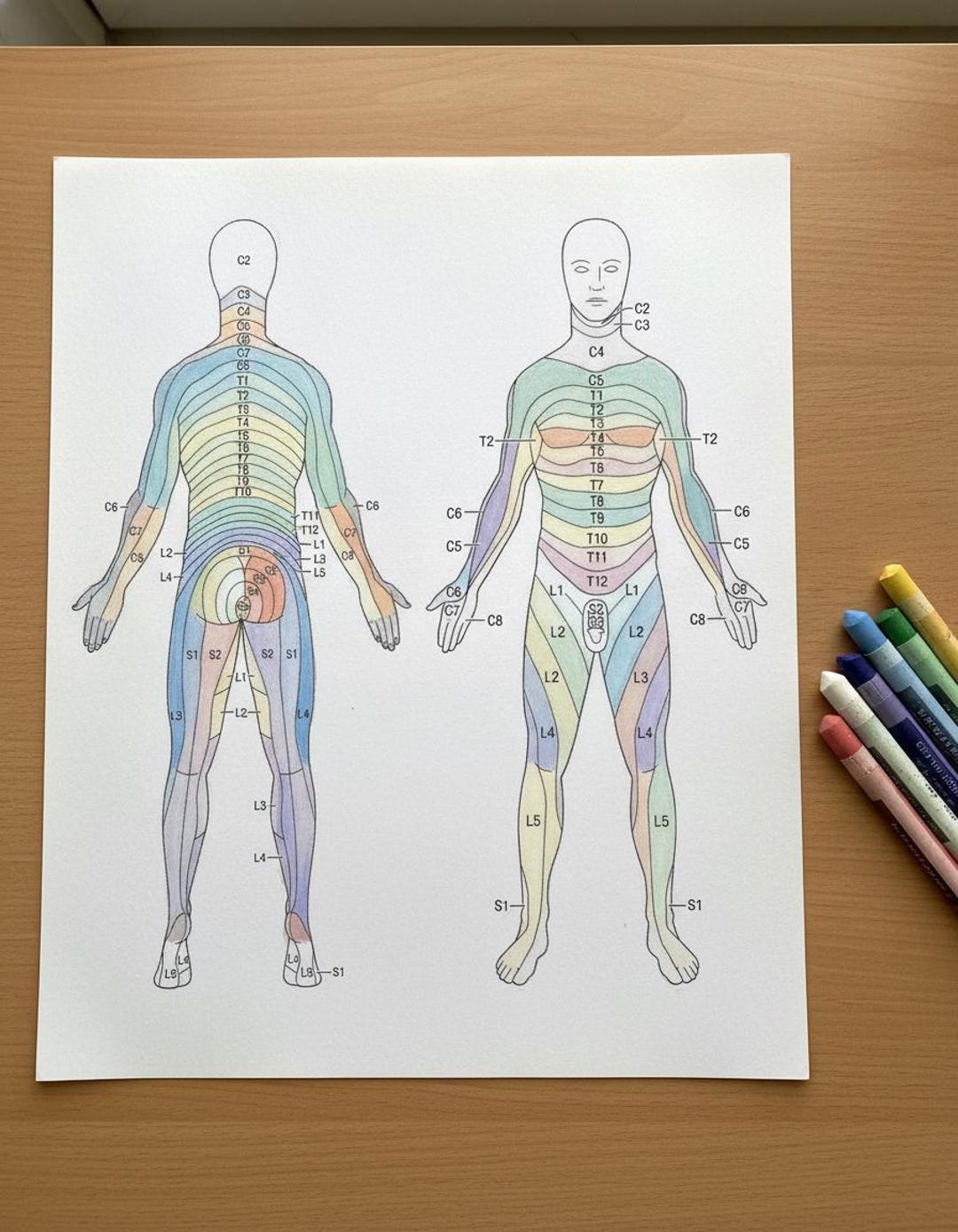 Dermatomes Coloring Page – Printable Anatomy Study Guide (A4 Letter ...