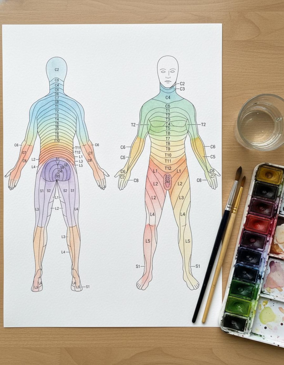 Dermatome Map Coloring Page | Anatomy Study Guide (printable) | Digital ...