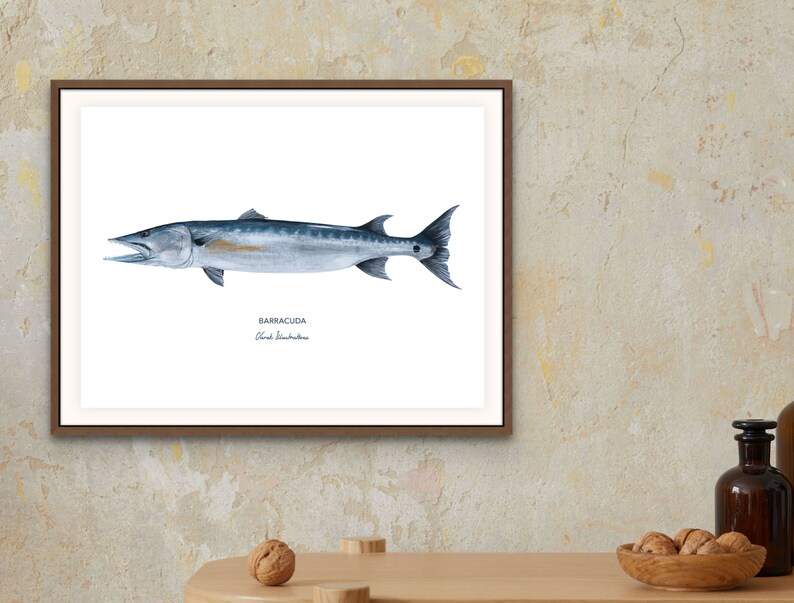 The Barracuda Poster 250gr Art Paper - Etsy
