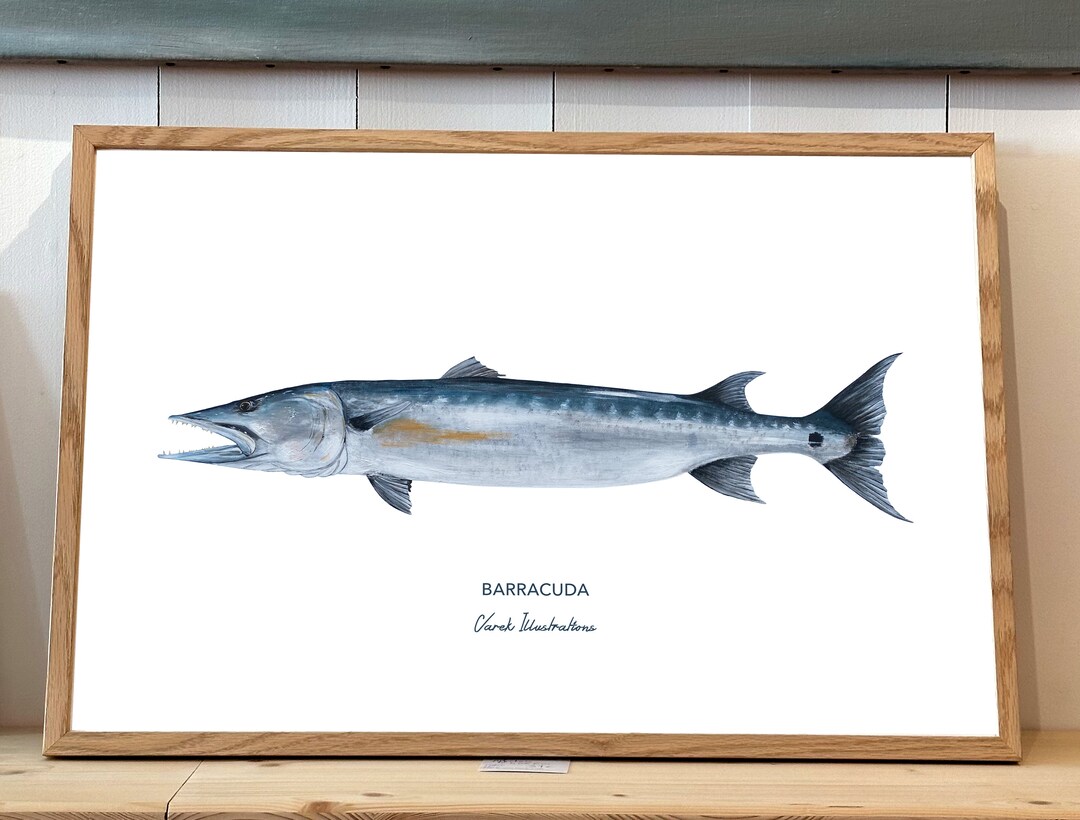 The Barracuda Poster 250gr Art Paper - Etsy